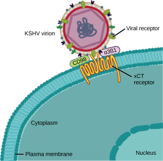 Biology Biological Diversity Viruses Viral Evolution Morphology Biology Biological Diversity Viruses Viral Evolution Morphology
