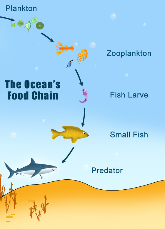 food chain : in the ocean | OER Commons