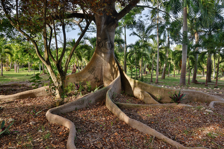 Fossil Forests: Finding Clues to Our Past, Fossil Forests: Finding ...