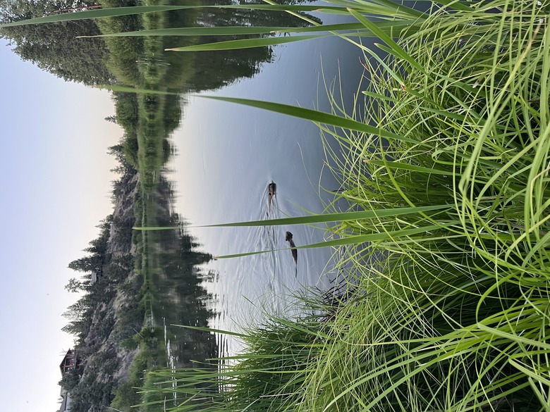 Ecology Field Lab: Keystone Species and Ecosystem Engineering in ...