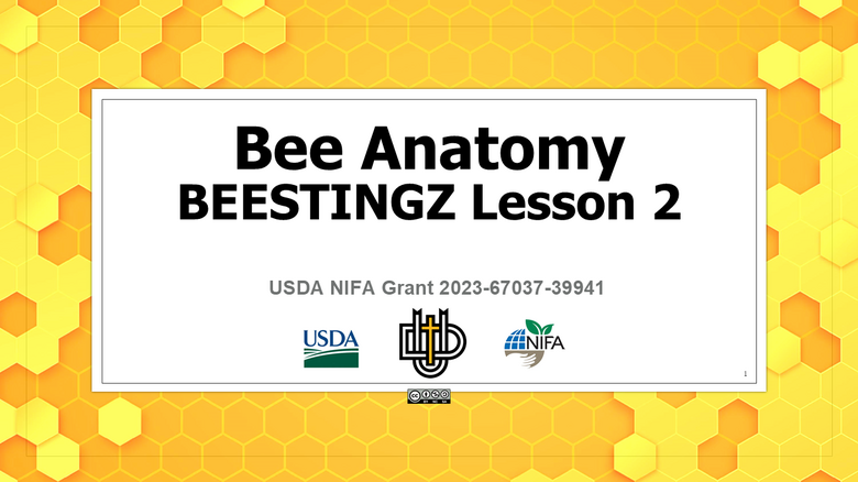 Lesson 2 Bee Anatomy (BEESTINGZ) | OER Commons