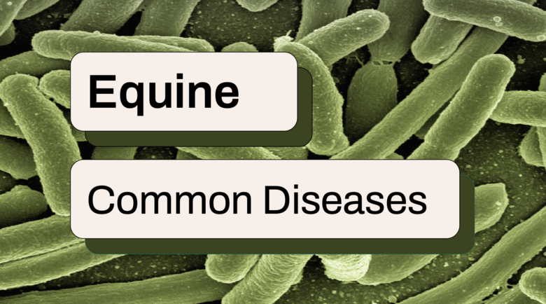 Equine - Common Diseases | OER Commons