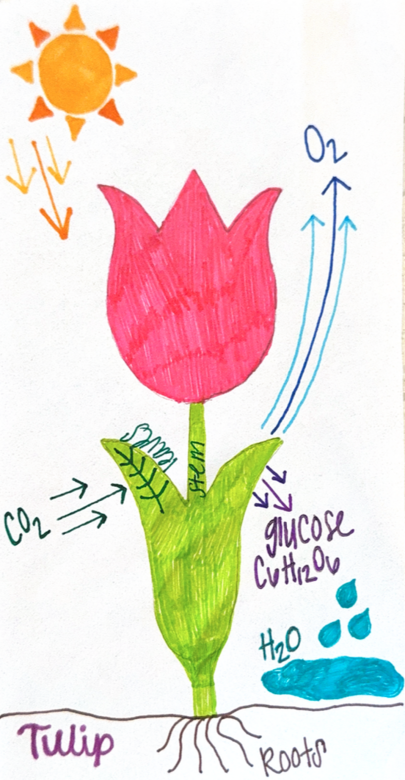 Day 1: What is Photosynthesis - Introduction to Ag | OER Commons