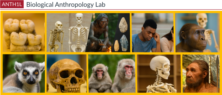Introduction to Biological Anthropology - Online Lab Course | OER Commons