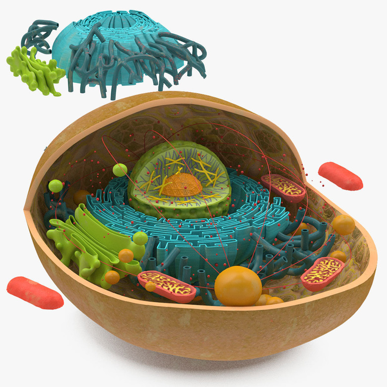 Animal Cell | OER Commons