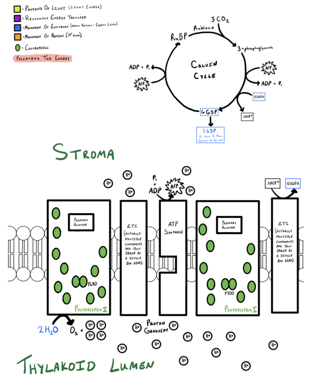 Photosynthesis Assignment | OER Commons