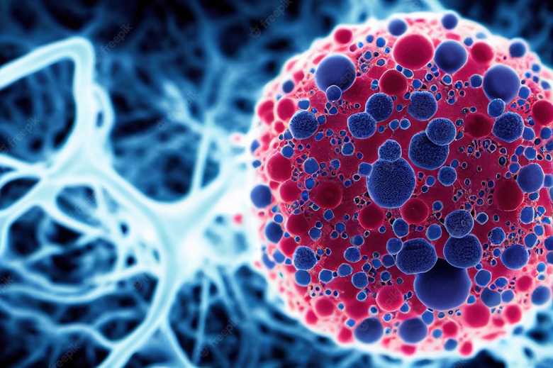 The Cell Cycle, Cancer and Our Community | OER Commons